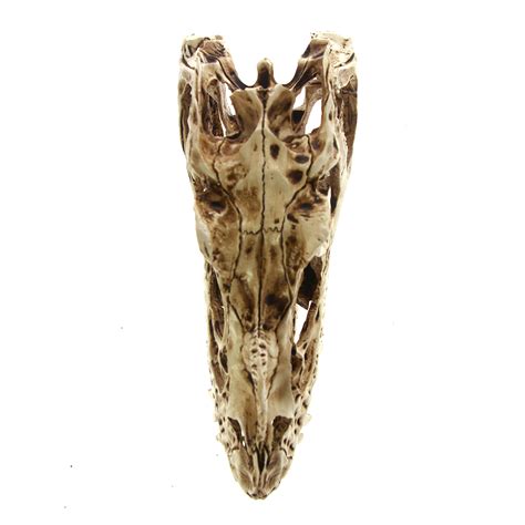 Ceratosaurus Dinosaur Skull Resin Model High Precision Fossil Ornament