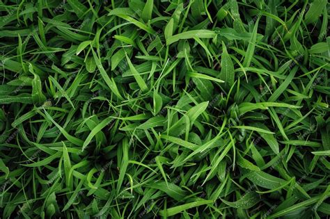 Premium Photo Zoysia Grass In Springsummer Keeping Your Lawn Free Of