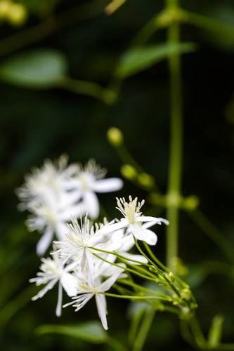 النباتات السامة الشائعة الأخرى