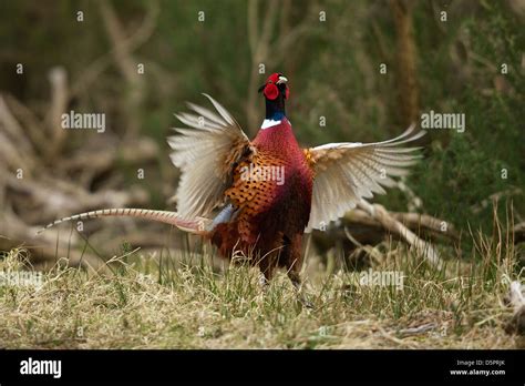 Male Pheasant Displaying During Spring Mating Ritual Stock Photo Alamy