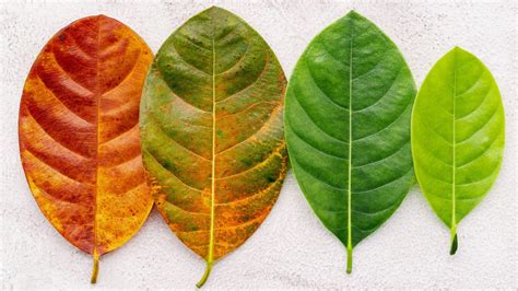 Chatgpt Infrange Il Profilo Temporale Dellhype Cycle Di Gartner Ihal Chatgpt Infrange Il Profilo Temporale Dellhype Cycle Di Gartner Ihal