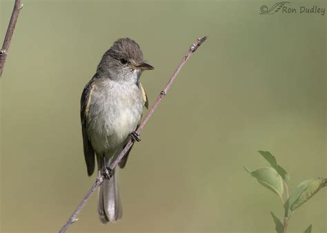 Willow Flycatcher Another Compositional Conundrum Feathered