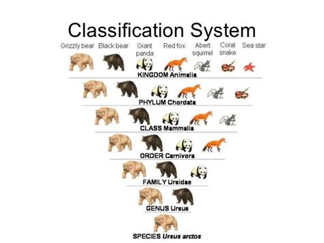 02 Taxonomy