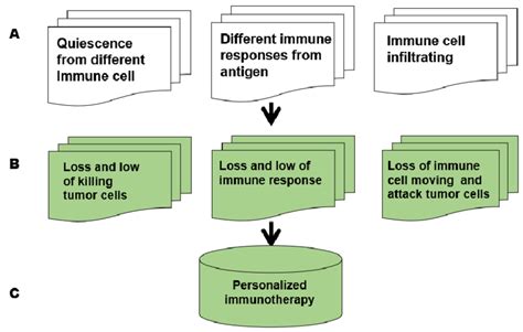 Fundamental Of Personalized Immunotherapy A Is Shown Three Reasons