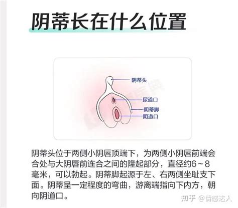 阴蒂生在什么位置？你真的了解吗？ 知乎