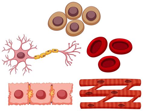 Different Type Of Stem Cell 358991 Vector Art At Vecteezy