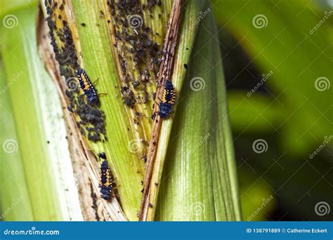 Lady Beetle Larva Among An Aphid Colony On A Corn Plant Royalty Free