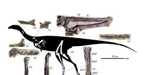 Descoberta nova espécie de dinossauro na Sibéria CNN Portugal