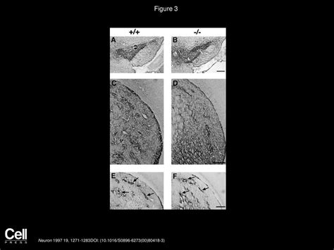 Volume 19 Issue 6 Pages December 1997 Ppt Download
