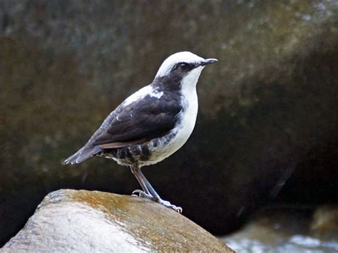 White Capped Dipper Naturerules1 Wiki Fandom