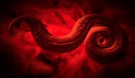 Human Skin Parasites