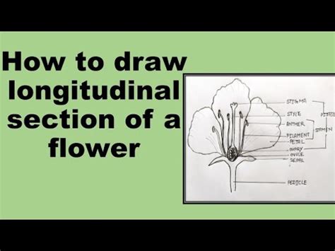 How To Draw Longitudinal Section Of A Flower Class 10 YouTube