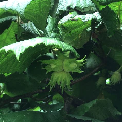 Cobnut Tree 2021 Bentinck Farm