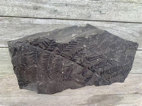 Fossile De Fougère Sur Pierre Foncée Les Trouvailles De Marine