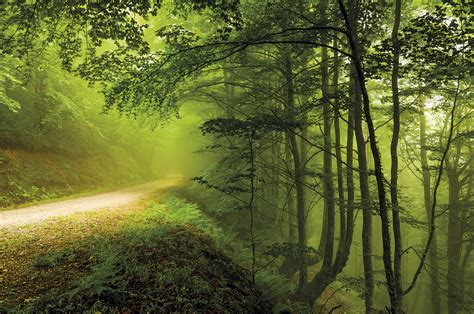 Reportajes Y Fotografías De Bosques En National Geographic