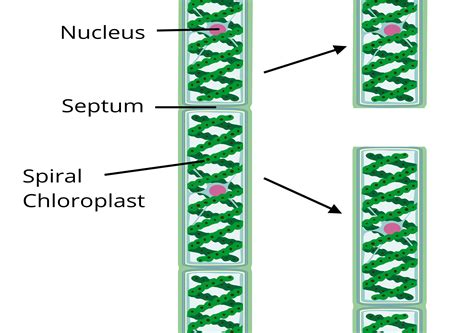 Fragmentation In Spirogyra — Lesson Science Cbse Class 10