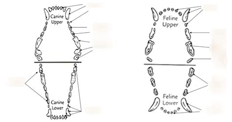 Teeth Root S Diagram Quizlet