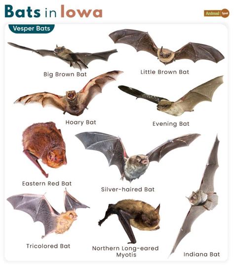 List Of Bats That Live In Iowa With Pictures