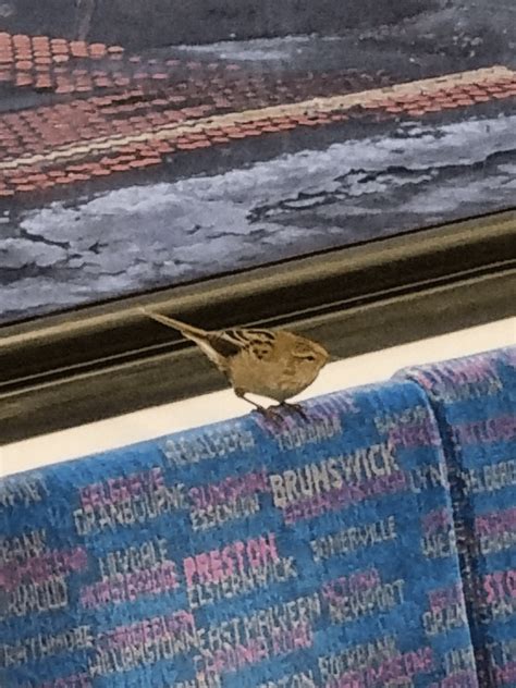 Nest Stop Feathers Street Station Rmelbourne