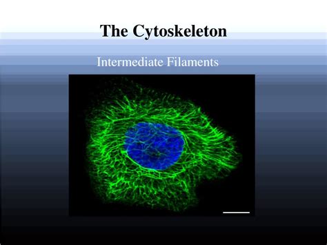 Ppt The Cytoskeleton Powerpoint Presentation Free Download Id1984833
