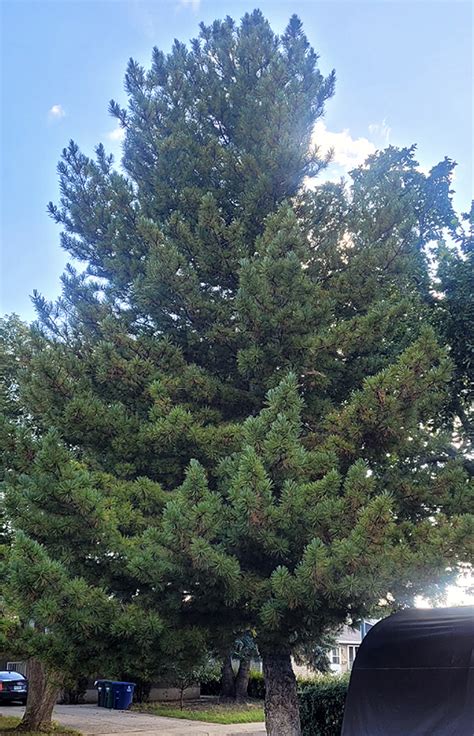 Saskatoon Tree Tour Swiss Stone Pine