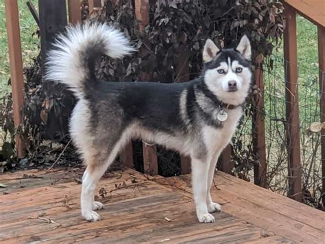 Gypsy Rose Pomskies Pomsky Owners Association Member