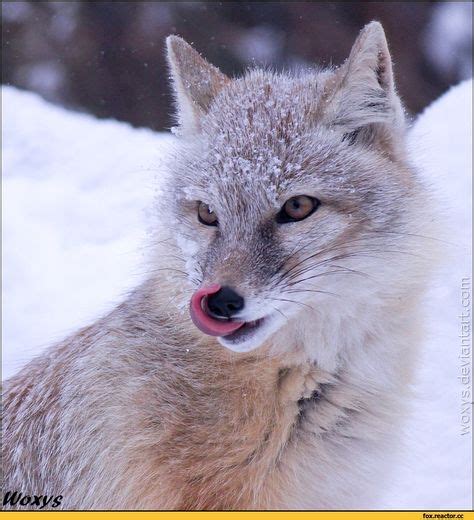 Корсак,Степная лисица,Лиса,лис, лисы, лиска,фэндомы,живность,фото,woxys ...