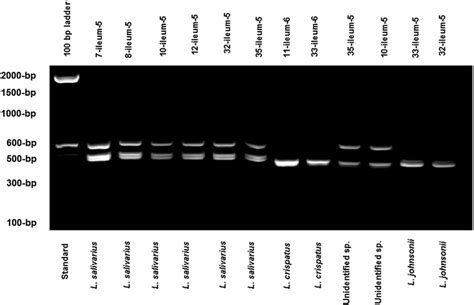Results For Ardra Analysis For 40 Isolates From Ileum Of Broiler Download Scientific Diagram