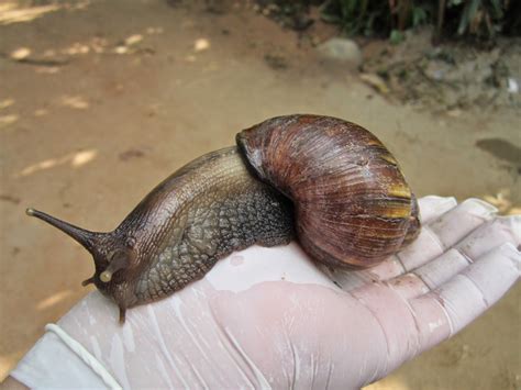 Especialista Advierte Que Caracol Gigante Puede Causar Graves Daños Y
