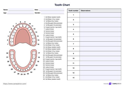 Dental Chart Printable Free Printable