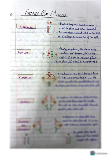 Solution Edexcel Ial Biology Cell Cycle Mitosis Studypool