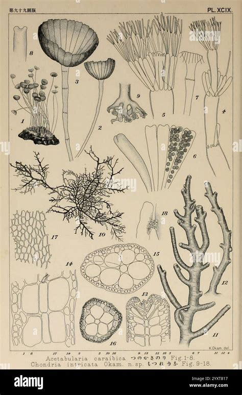 Icones Of Japanese Algae V 2 Tokyo Kazamashobo 1907 1942 Algae Botany Japan Pictorial