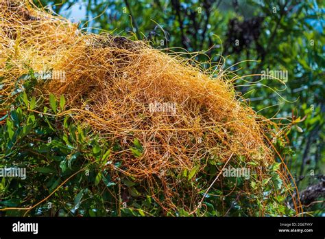 California Dodder Weed Control