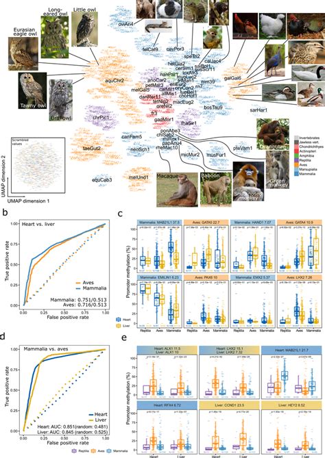 Cross Species Analysis Of Dna Methylation In The Human Ortholog Gene