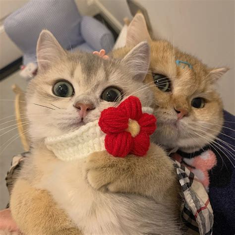 猫猫情侣头像 堆糖，美图壁纸兴趣社区