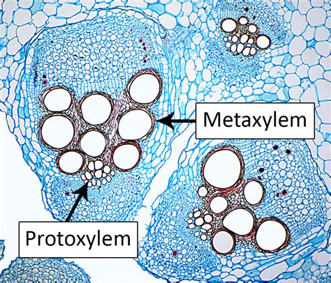 Xylem Cell