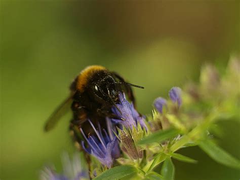 Flying Bumblebee Beetle Vector Amiable Vector Beetle Vector Amiable Png And Vector With