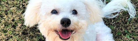 Totally Typescript Medium