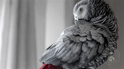 Understanding Chlamydia Psittaci Psittacosis In Pet Birds