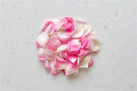 장미 꽃잎은 밝은 회색 콘크리트 배경에 놓여 있습니다 부드러움 결혼식 엽서 및 장식 커버 플랫 레이 맨 위 보기 텍스트에 대한 복사 공간 개념에 대한 스톡 사진 및 기타