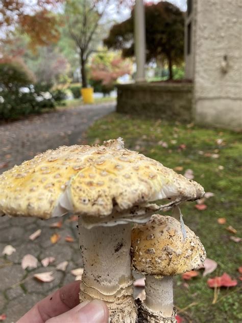 Can Someone Help Me Indentify R Mycology