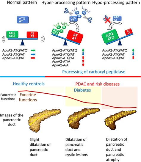 Unique Alteration Of C Terminal Amino Acids In Apoa2 Homodimers