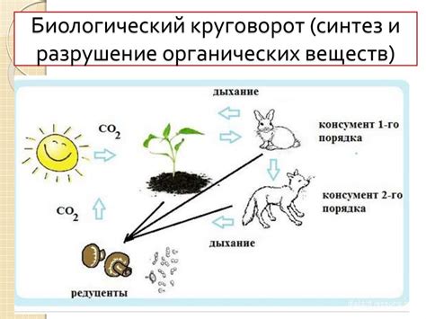 Средообразующая деятельность живого вещества. Круговорот веществ, как ...