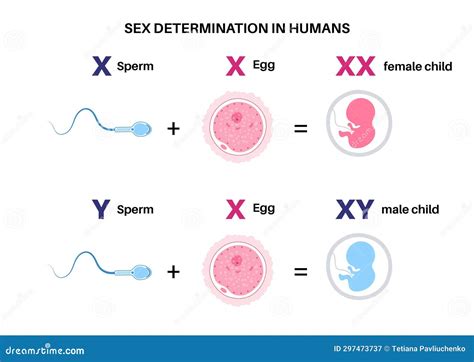 Sex Determination In Humans Stock Vector Illustration Of Embryo Determination 297473737