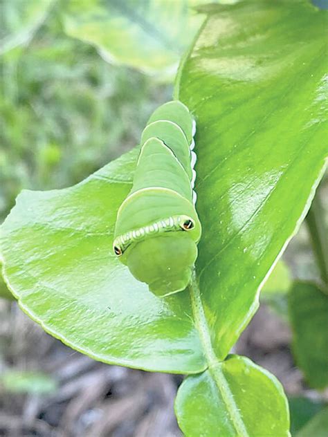 Island Life Photo For December 13 — Cute Crawler West Hawaii Today