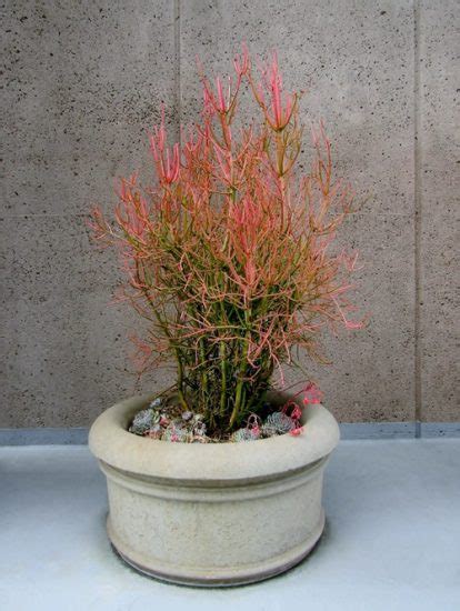 15 Impressive Red Indoor Plants Houseplants With Red Leaves