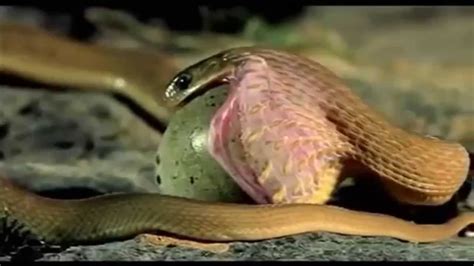 King Cobra Eat A Big Egg Youtube