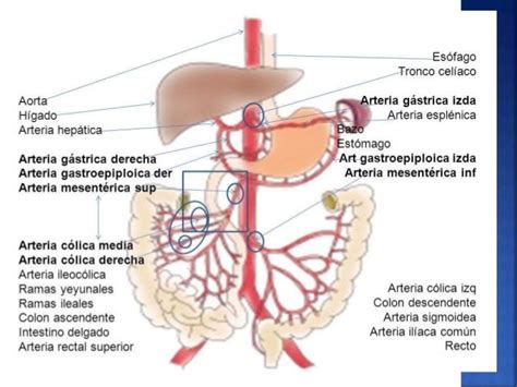 Aorta Abdominal Y Sus Ramas