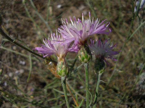 Centaurea Arenaria Bieb Ssp Borysthenica Gruner Dostal