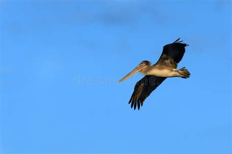 Brown Pelican Pelecanus Occidentalis Flying In The Blue Sky Over The